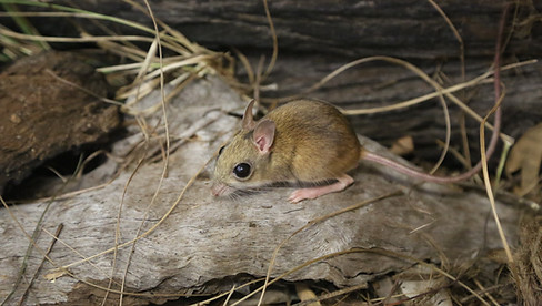 Territory NRM - Protecting the Northern Hopping-Mouse